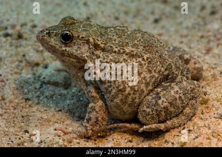 Close-up portrait of a Mississippi gopher frog (Rana capito sevosa) at ...