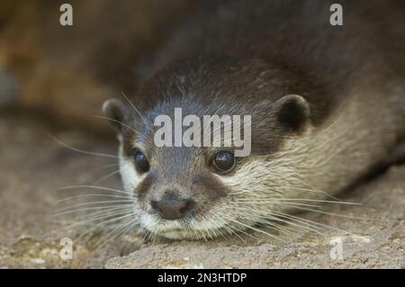 A cute otter (Lutrinae) resting in a zoo cage on the blurred background ...