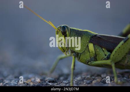 Portrait of a Bird grasshopper (Schistocerca obscura) standing in ...