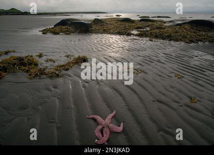 Starfish on a sandy beach; Nunivak Island, Alaska, United States of ...