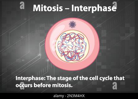 Process of mitosis interphase with explanations illustration Stock ...