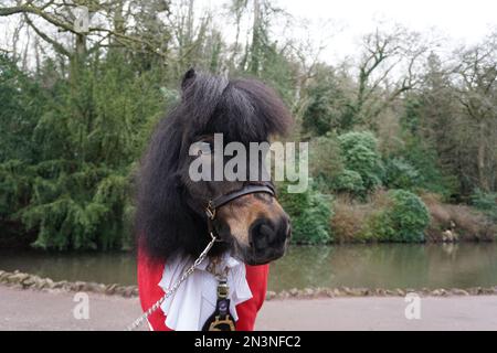 Cockington, UK. 03rd Feb, 2023. The Shetland pony Patrick, unofficial ...