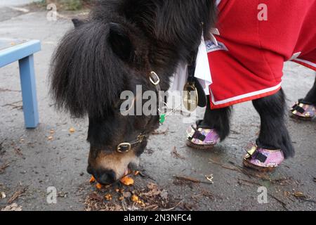 Cockington, UK. 03rd Feb, 2023. The Shetland pony Patrick, unofficial ...