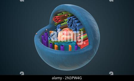 Animal cell structure. Illustration of the internal structure of an ...