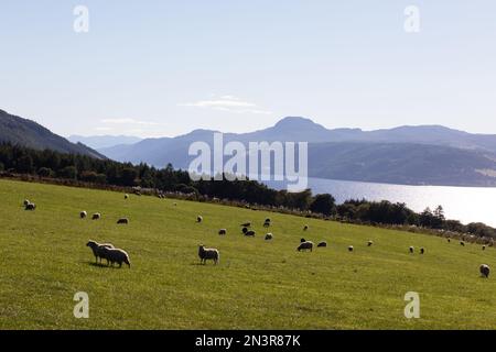 Sheep and Fields over Loch Ness - Scotland Stock Photo - Alamy