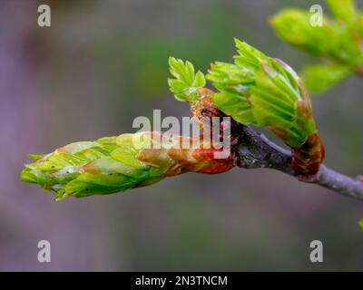 Fresh shoots, beech Stock Photo - Alamy