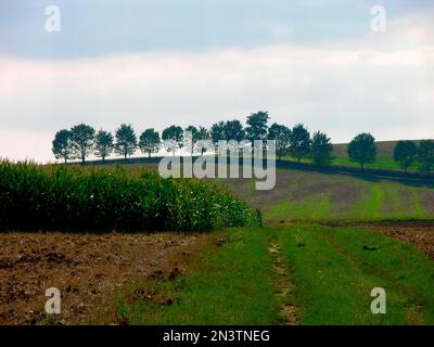 Tree row, Kraichgau, BW, ash trees, common plantain, medicinal plant ...