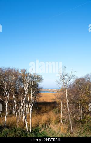 Floating bog, view into the bog from the hinterland, the only bog of ...