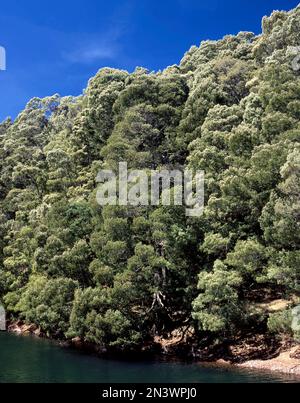 Trees on mountains, Mukurthi Lake, Mukurthi National Park, Nilgiris ...
