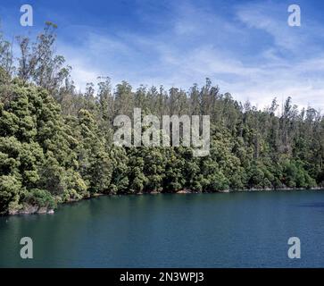 Trees on mountains, Mukurthi Lake, Mukurthi National Park, Nilgiris ...