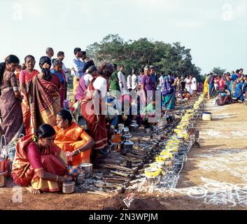 Women preparing to celebrate sevvai Pongal in Paganeri Village ...