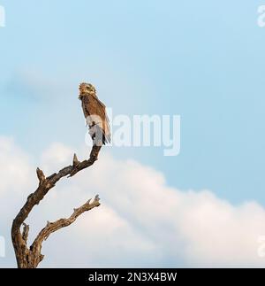 Juvenile Bateleur perched in a tree at the Kruger National Park, South ...