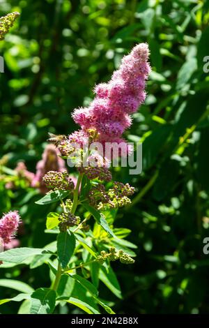 Spiraea douglasii or steeplebush, douglasspirea or rose spirea Stock ...