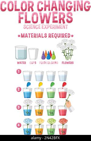 Color Changing Flowers Science Experiment illustration Stock Vector ...