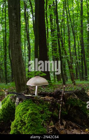 Volvopluteus gloiocephalus, known as the big sheath mushroom, rose ...