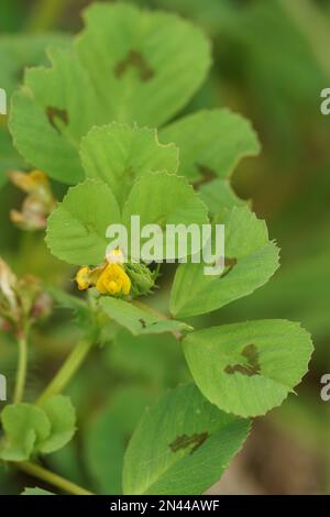 Spotted Medick, Spotted Burclover, Heart Clover (Medicago arabica ...