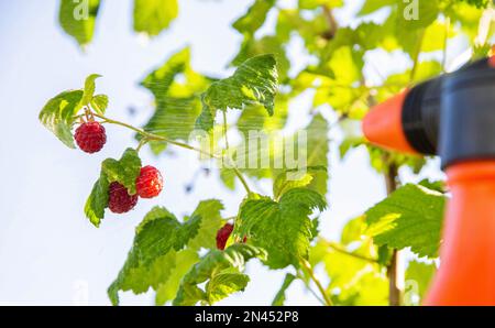 spraying raspberries with copper sulfate, urea and ammonia from pests ...