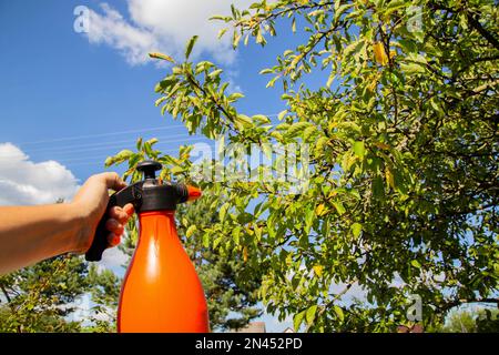 Spraying plums from pests and diseases Stock Photo - Alamy
