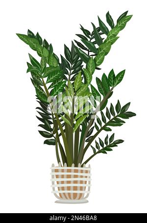 ZZ plant drawing vector illustration Stock Vector Image & Art - Alamy