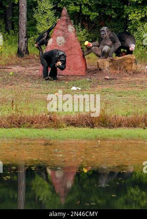 Chimps gather around a manmade "termite mound," where they'll use ...