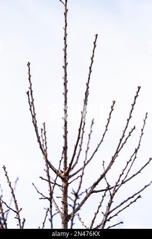 A barren deciduous tree with icy branches silhouetted against a vibrant ...
