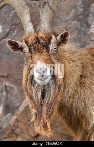 Feral Goat (Capra hircus) male, Inverness-shire, Scotland, July Stock ...