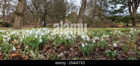 British Snowdrop in spring and full flower Stock Photo - Alamy