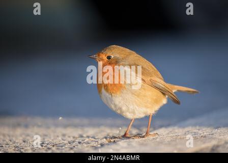 Robin on a frosty morning at RSPB St Aidan's Stock Photo - Alamy