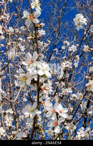 Almond tree in bloom. First fruit tree to flower at the end of winter ...