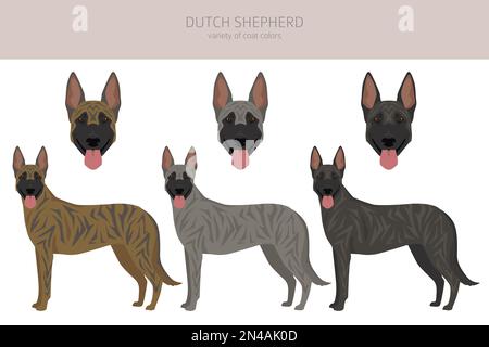 Dutch shepherd clipart. Different poses, coat colors set. Vector ...