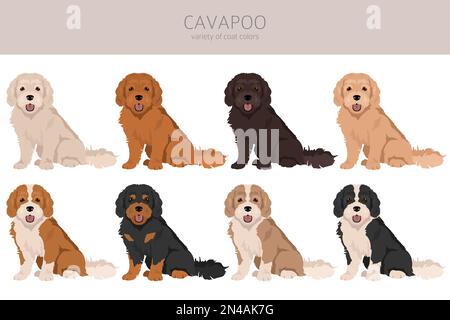 Cavapoo mix breed clipart. Different poses, coat colors set. Vector ...