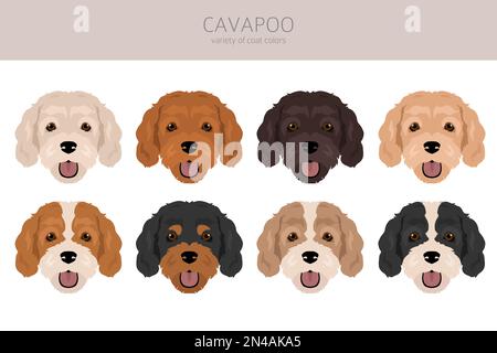 Cavapoo mix breed clipart. Different poses, coat colors set. Vector ...