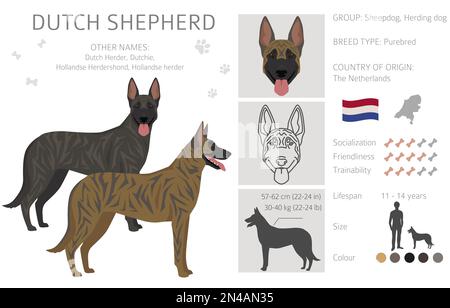 Dutch shepherd clipart. Different poses, coat colors set. Vector ...