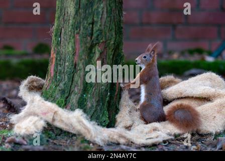 Red squirrel is collecting nesting material from a isolation mat Stock ...