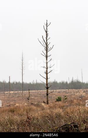 commercial forestry after trees have been felled Stock Photo - Alamy