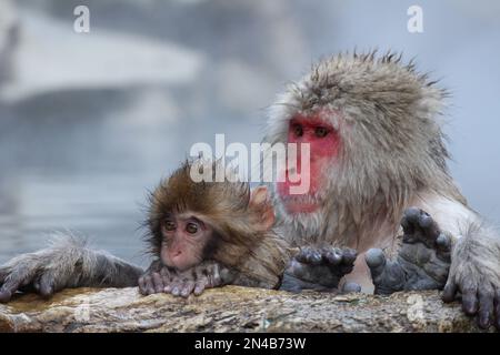 Snow monkey mother and child taking the hot spring, in Nagano, Japan ...