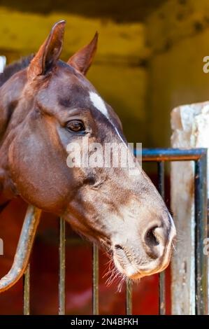 A equine portrait of a dark brown horse or dark bay - a mare - looking ...