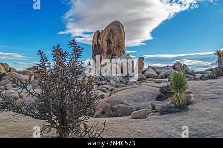 Picture of Yoshua Tree National Park with cactus trees in California ...