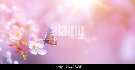 Spring banner, blossom background. Cherry blossom. Sacura cherry-tree ...