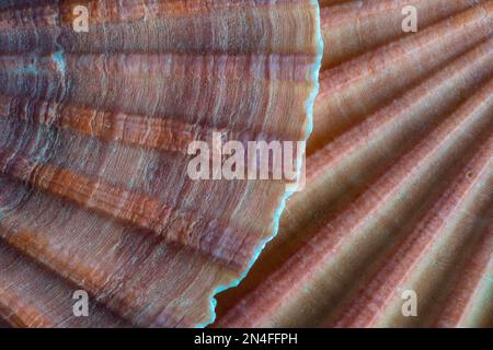 Close-up of the ridges of a scallop seashell Stock Photo - Alamy