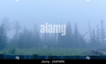 Strong white morning fog envelops the residential area with trees in ...