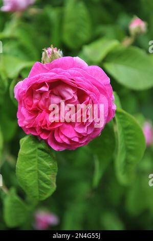 Beautiful crimson rose gallica in a green garden. Floral background ...
