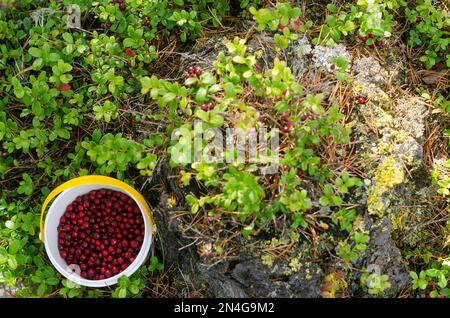 A bucket half-filled with red wild berries stands near the tree in a ...