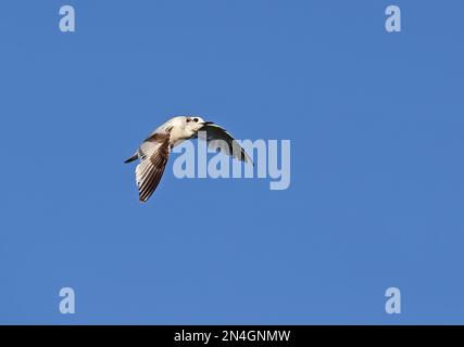 Little Gull (Hydrocoleus minutus) first summer in flight Matsalu NP ...