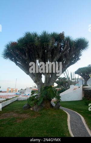 Drago tree typical natural attraction of the island of Tenerife in ...