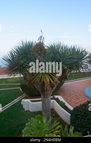 Drago tree typical natural attraction of the island of Tenerife in ...