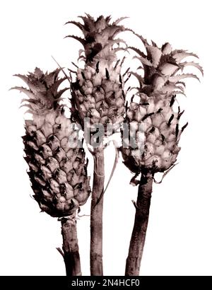 Three stems of Dwarf Mini-PineApples are closely related to Bromeliads ...