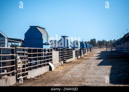 Beef cattle farm outside of Toledo, Spain Stock Photo - Alamy