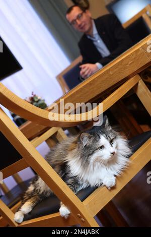 Adopted cat Misko, who was inherited by the current mayor of Rijeka ...
