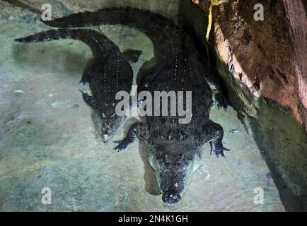 King Croc in Dubai Aquarium and underwater Zoo Stock Photo - Alamy